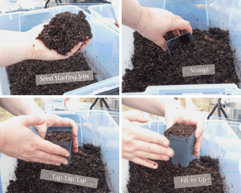 How to Seed Start and Care for Seedlings - Seed Starting Series Part 2 ...